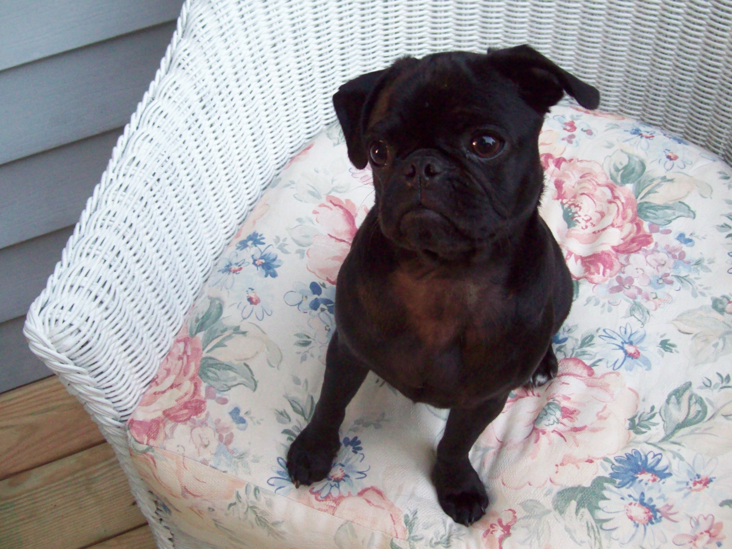 Coco, The Pug in Our World | An Unboring Path