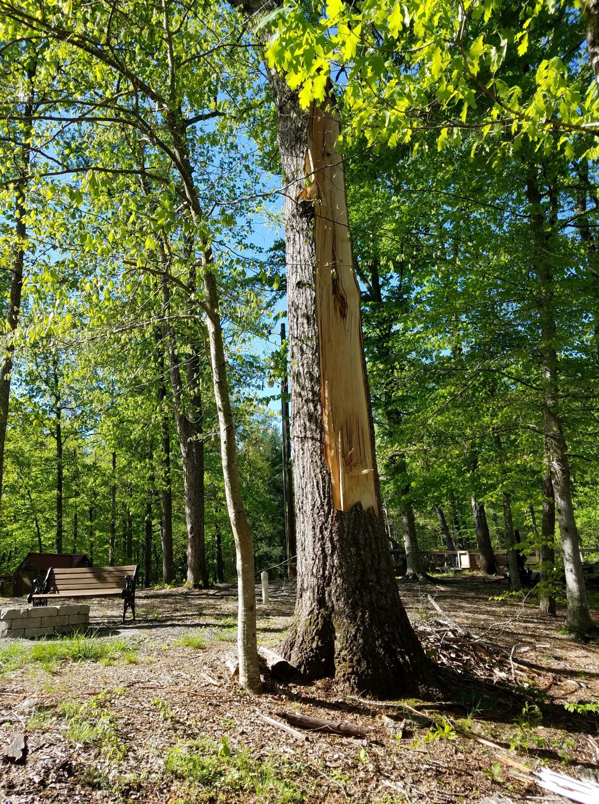 A Mighty Oak Meets the Earth | An Unboring Path